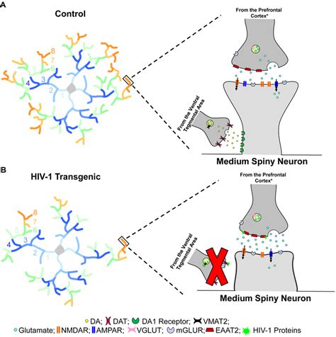 Dendritic Spine Connectivity In Medium Spiny Neurons Msns Is Download Scientific Diagram
