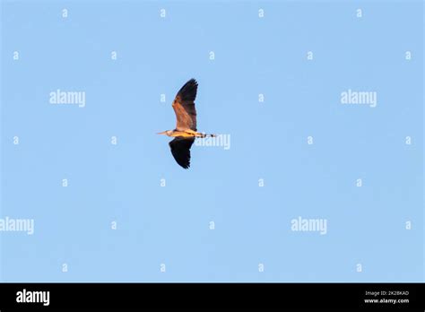 Mighty Flying Falcon Or Golden Eagle Aquila Chrysaetos Hunting For