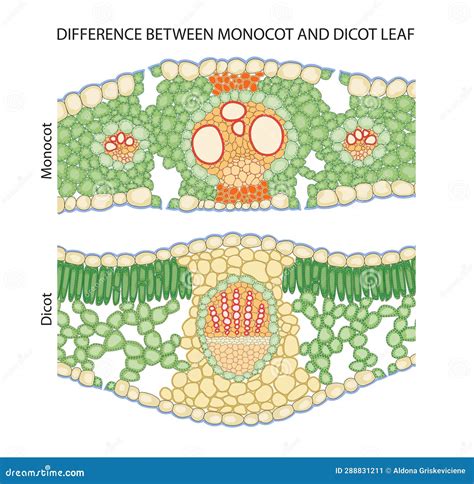 Dicot Seed And Monocot Seed Similarities And Differences Vector Illustration Cartoondealer