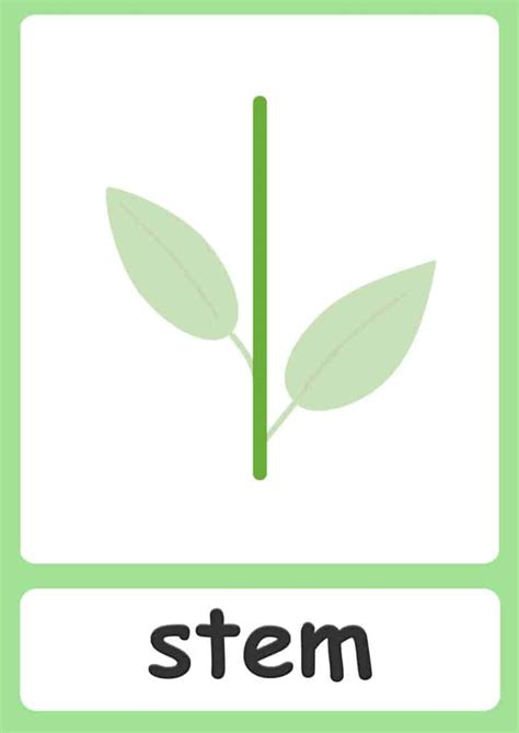 Plant Part Flashcards