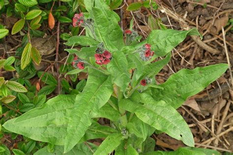 Cynoglossum Officinale