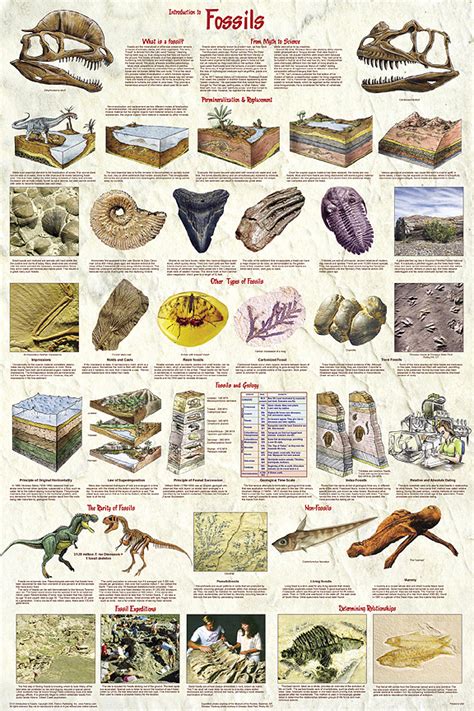 Introduction To Fossils Poster Learn What Fossils Are What They Tell Us