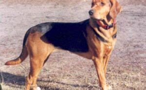 Native ‎polish ‎‎dog Breeds All Dogs Of Poland‎ Dog Breeds