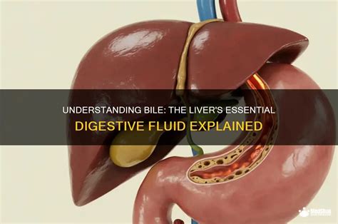 Understanding Bile The Livers Essential Digestive Fluid Explained