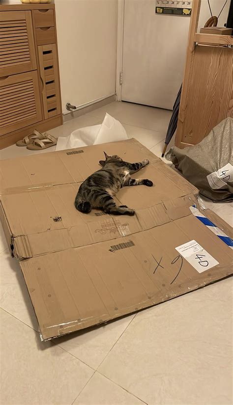 Helping Unpack R Whatswrongwithyourcat