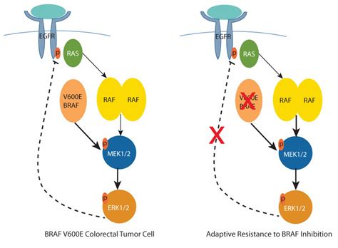 Braf Mutation Types At Jeremy Shockley Blog
