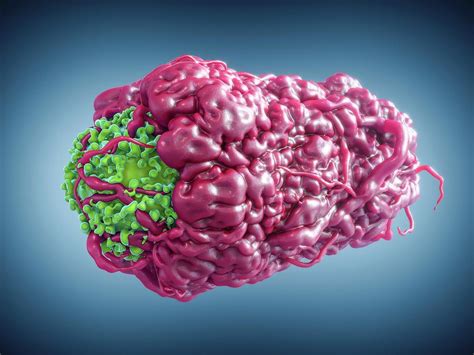 Macrophage Engulfing Cancer Cell Photograph By Maurizio De Angelis