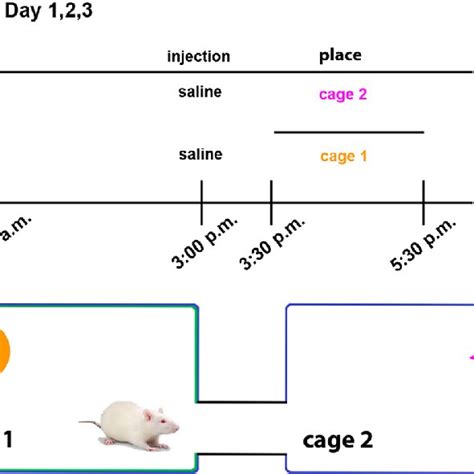 Overview Of The Conditioned Place Preference Test The Upper Left Panel