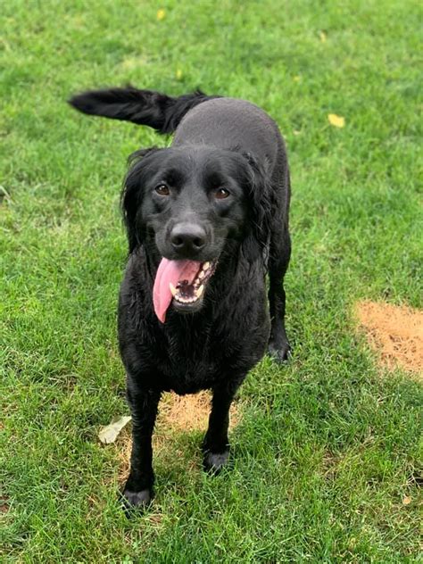 Spangold Retrievers Facebook