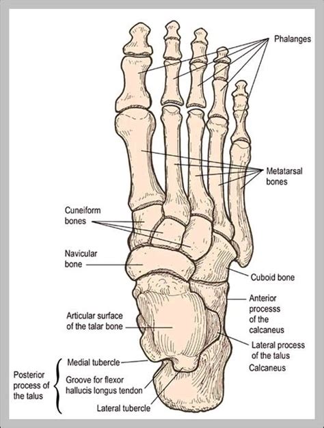 Bones In Feet