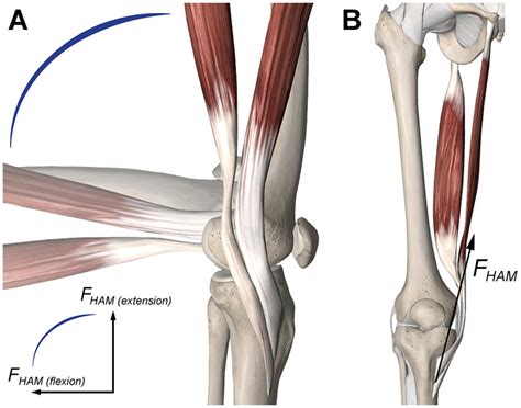 Hamstring Tendon Anatomy