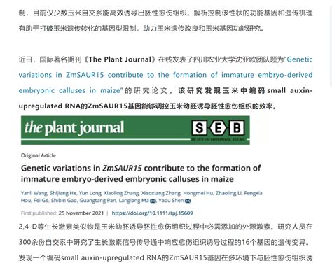 （植物科学最前沿）四川农业大学沈亚欧团队解析玉米胚性愈伤组织诱导的分子机理 四川农业大学新闻网