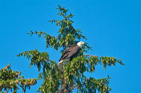 대머리 독수리가 나무 꼭대기에 서 있다 배경은 푸른 하늘입니다 0명에 대한 스톡 사진 및 기타 이미지 0명 계절 기 Istock