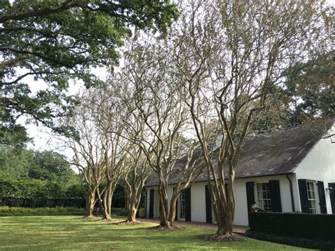 Why Should I Fertilize My Trees Bofinger S Tree Service