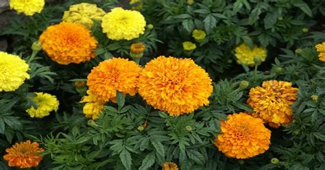 Marigold Tagetes Growing Guide Giy Plants