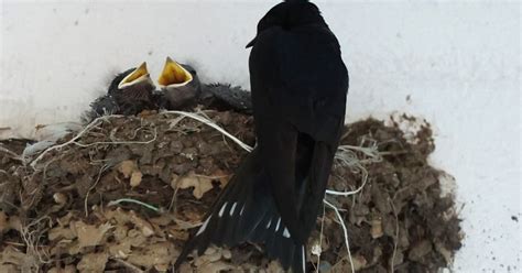 어미새 향해 입 벌린 새끼 제비들