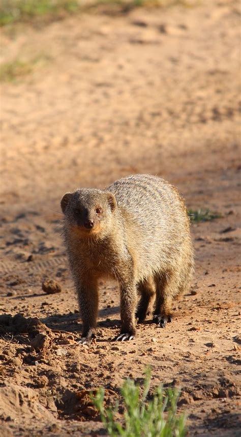 Picture Of A Mongoose Mammals Mongoose Nature Animals Zoo Animals