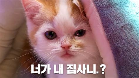 너가 내 집사니 안녕 나는 깐부야 YouTube