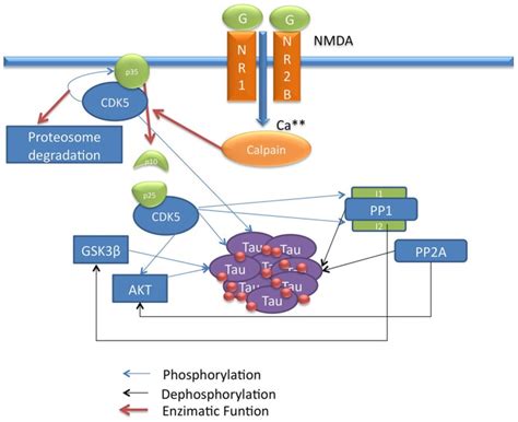 Scheme Of Cdk5 Signaling Pathway Involved In Tau Phosphorylation This Draw Shows The Cdk5