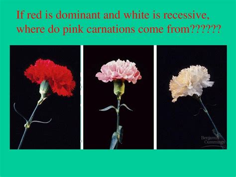 Genetics Ppt Download