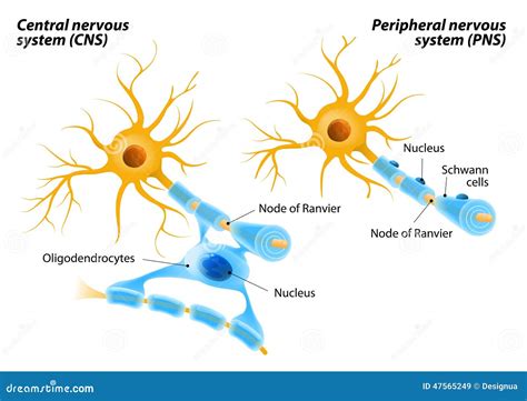 Oligodendrocytes Cartoons Illustrations And Vector Stock Images 45 Pictures To Download From