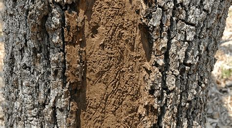 Fungal Cankers On Trees Management And Prevention Davey Tree