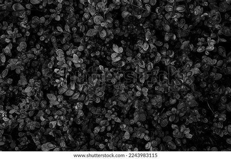 Black Leaf Background Texture Wallpaper Stock Photo 2243983115 Shutterstock