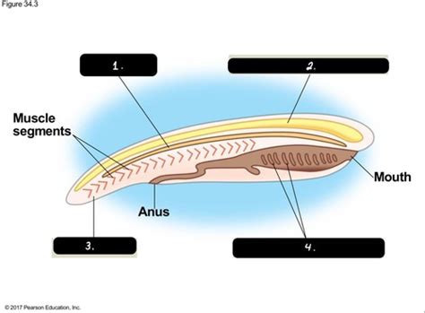 Chapter 34 The Origin Of Evolution Of Vertebrates Flashcards Quizlet