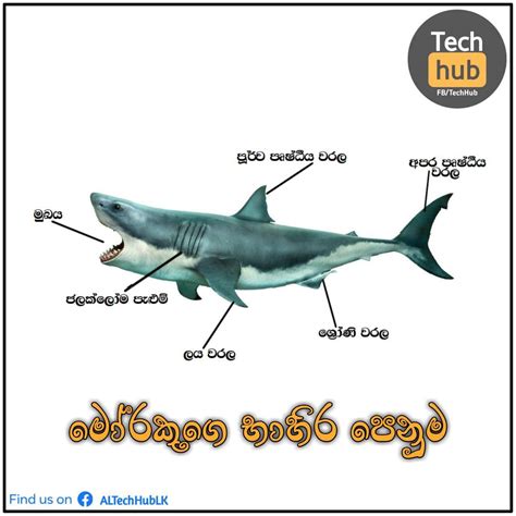 Techhub Lk 💠දවසේ Sft රූප සටහන කාටිලේජ මත්ස්‍යයකු වන Facebook