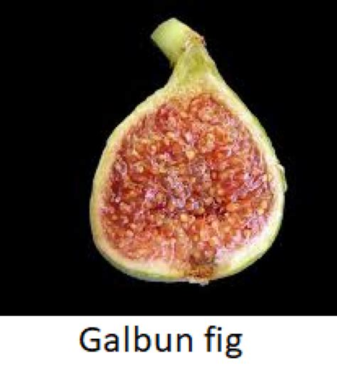 Products Fig Trees Grimo Nut Nursery
