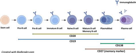 Role Of B Cells In Relapsing Remitting And Progressive Multiple