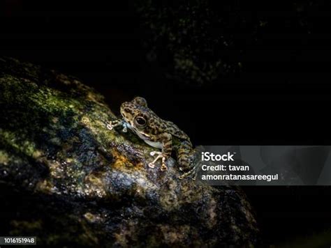 일반적인 나무 개구리 또는 숲에서 흐르는 산 스트림 크릭 물 근처 바위에 황금 나무 개구리 0명에 대한 스톡 사진 및 기타 이미지 Istock
