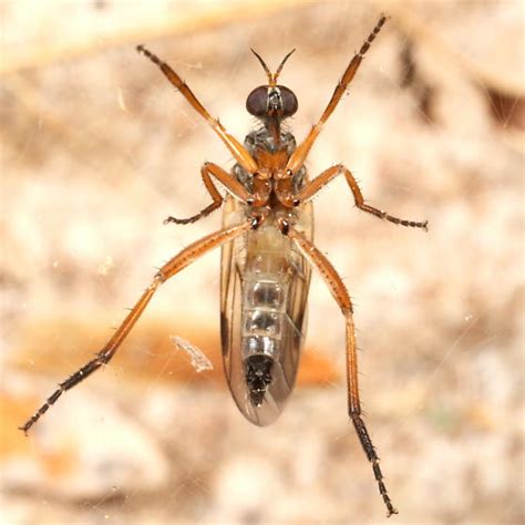 Rhamphomyia Bugguide Net