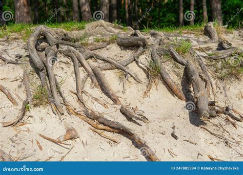 Exposed Tree Roots In The Forest Stock Photo Image Of Destruction Exposed