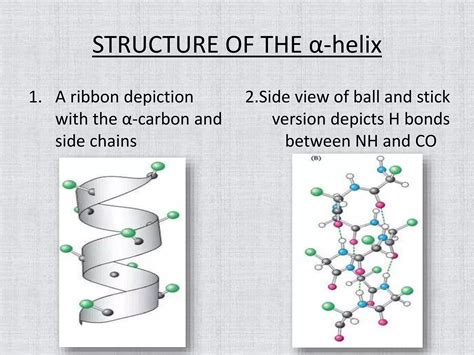 Secondary Structure Of Protein Repeating Structure Of Protein Pptx