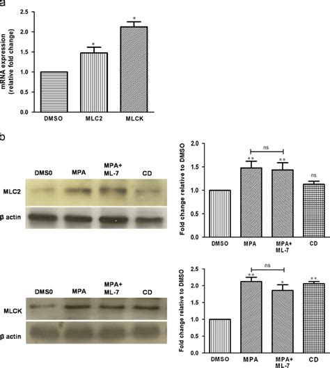 Effect Of Mpa On Mlc2 And Mlck Expression In Caco 2 Cells Caco 2