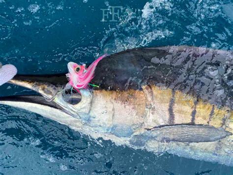 Flies For Sailfish Fly Fishing Asia