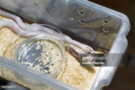 Huge Python Photos And Premium High Res Pictures Getty Images