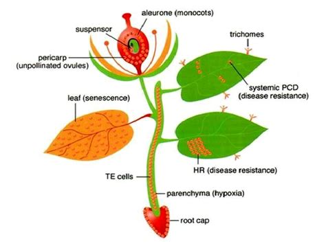 植物个体如何自然死亡（程序性死亡的过程是怎样的）？ 知乎
