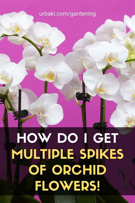 How To Get Multiple Flower Spikes From Orchids