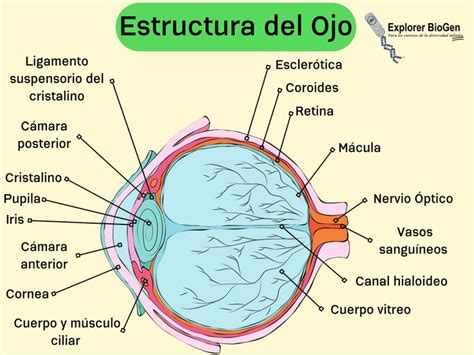 Los Ojos Anatomía Y Fisiología Anatomia Y Fisiologia Fisiología