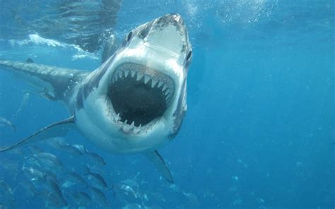 Download A Great White Shark In Its Natural Habitat Wallpaper