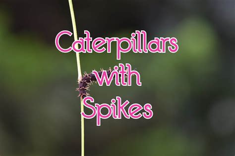 37 Caterpillars With Spikes Pictures And Identification