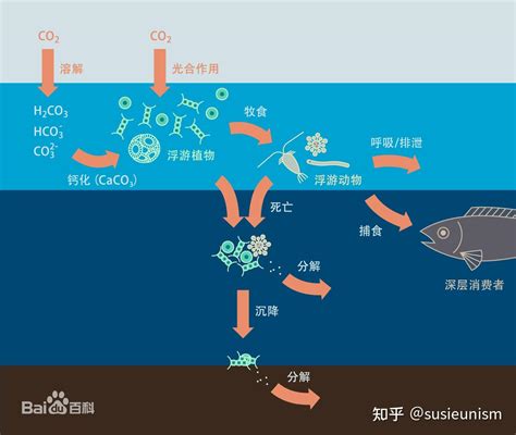 关于地球元素循环的那些事儿 知乎 关于地球元素循环的那些事儿 知乎