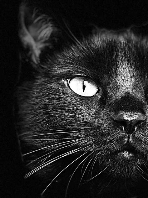 The Ninja Cat Scrolller