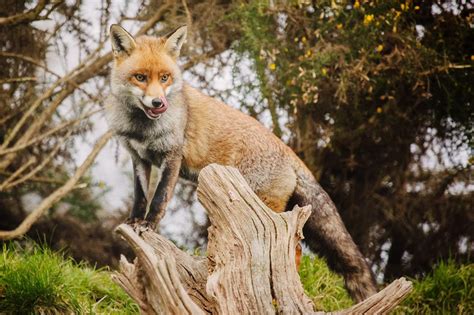 British Wildlife Centre Photos Of The Month Get Surrey