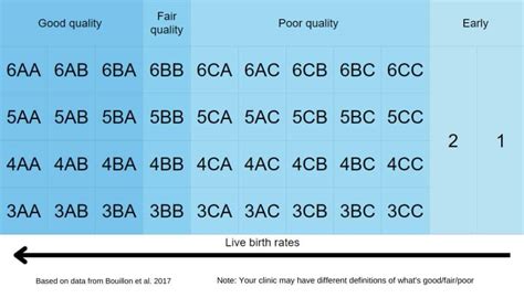 The Essential Guide To Understanding Embryo Grading Aivf