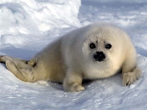 Harp Seal Cute Animal Interesting Facts And Images The Wildlife