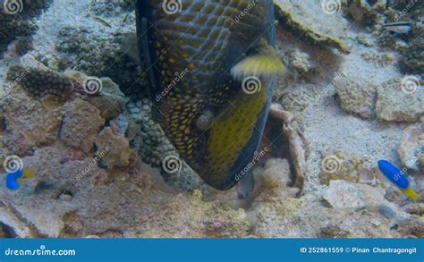 Titan Triggerfish Is Eating Stock Video Video Of Large Beautiful