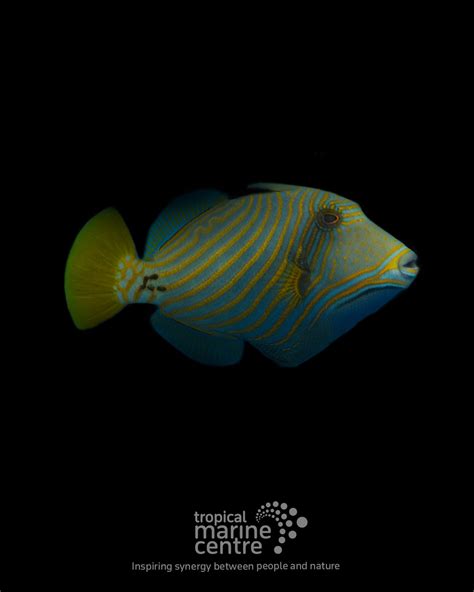 The Undulatus Trigger Balistapus Tropical Marine Centre